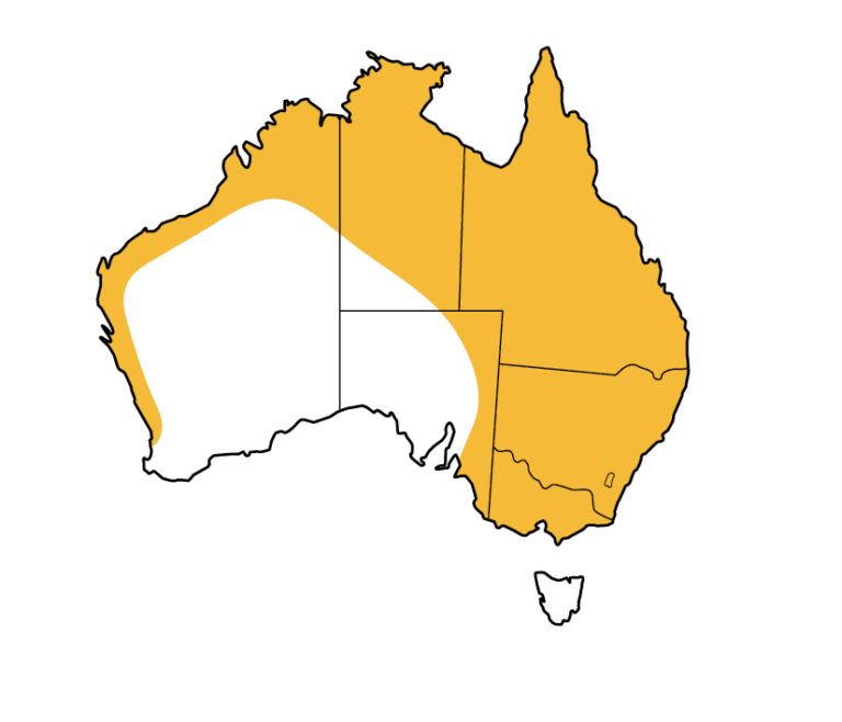 Little red flying-fox - All About Bats