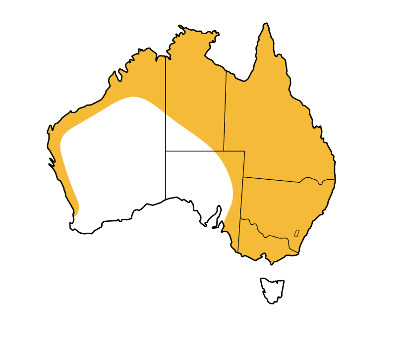 Little red flying-fox - All About Bats