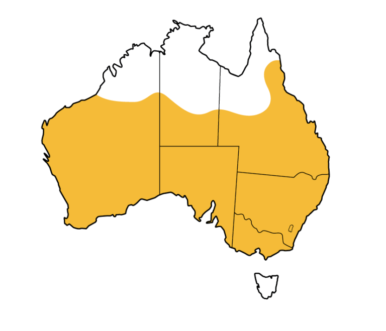 White-striped freetail bat - All About Bats