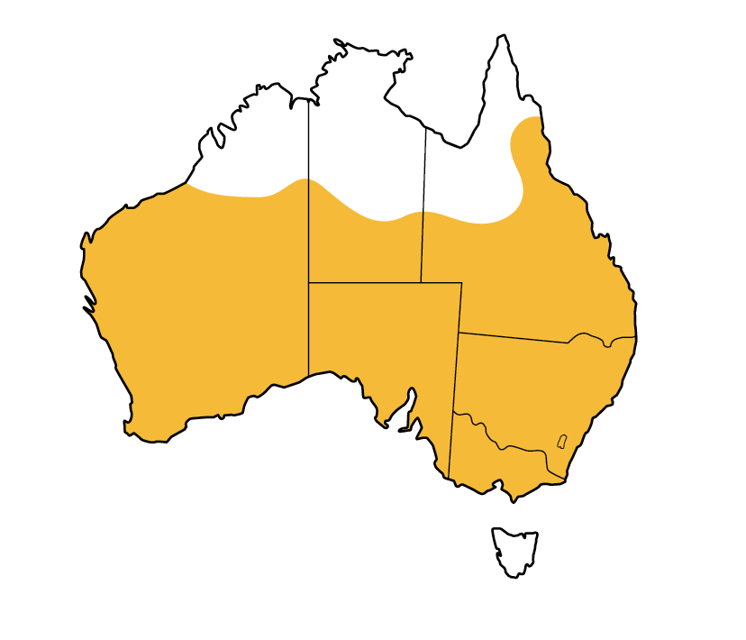 White-striped freetail bat - All About Bats