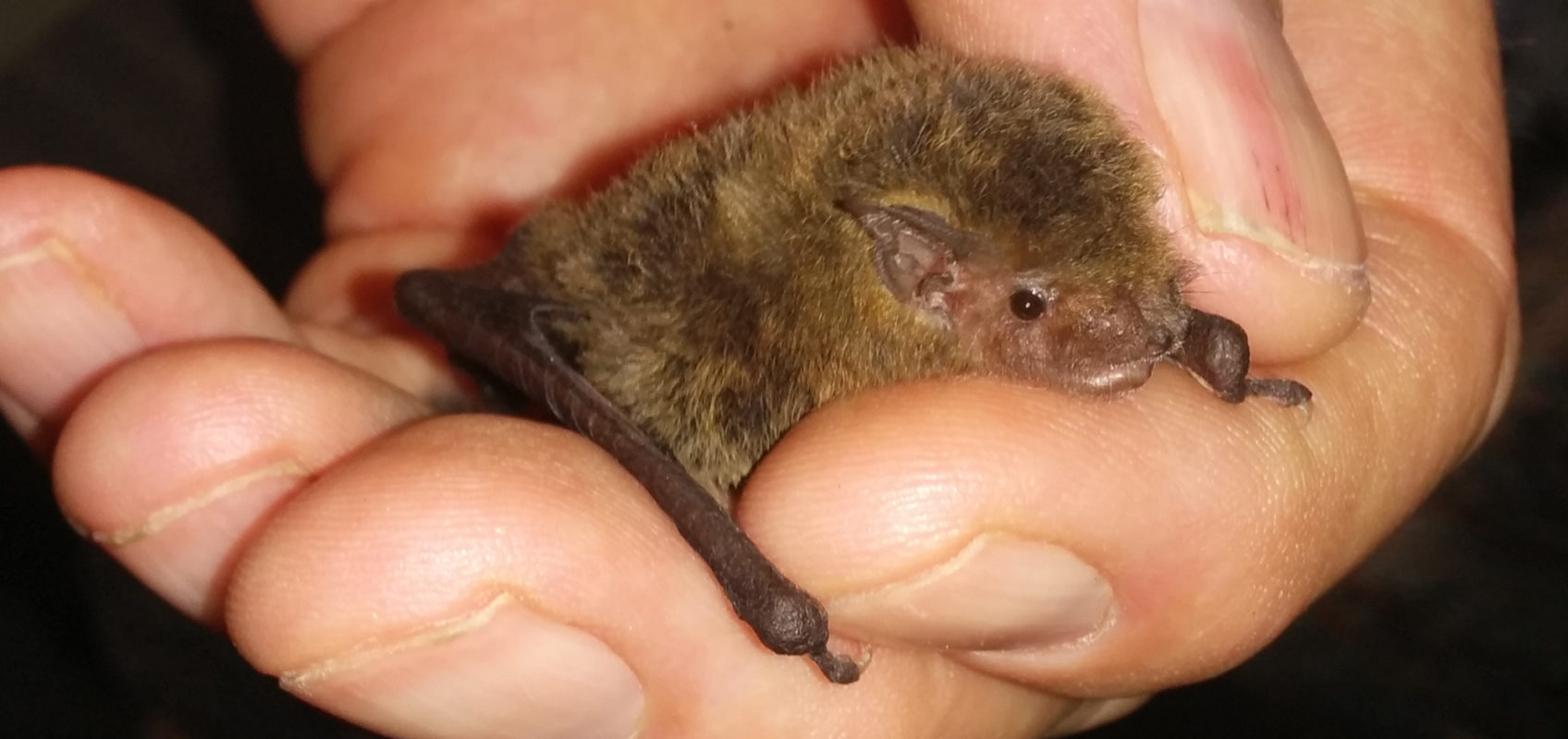 Large forest bat - All About Bats