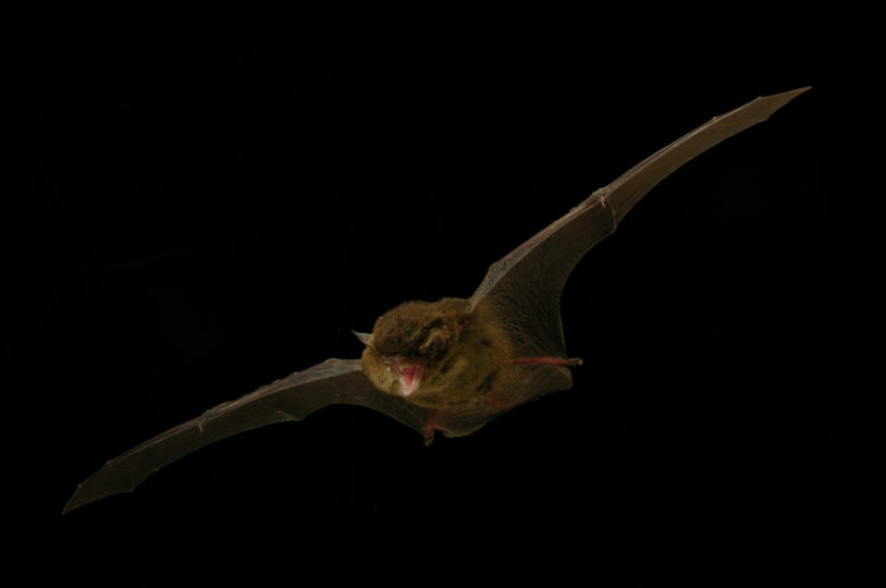 Micro-bats - All About Bats