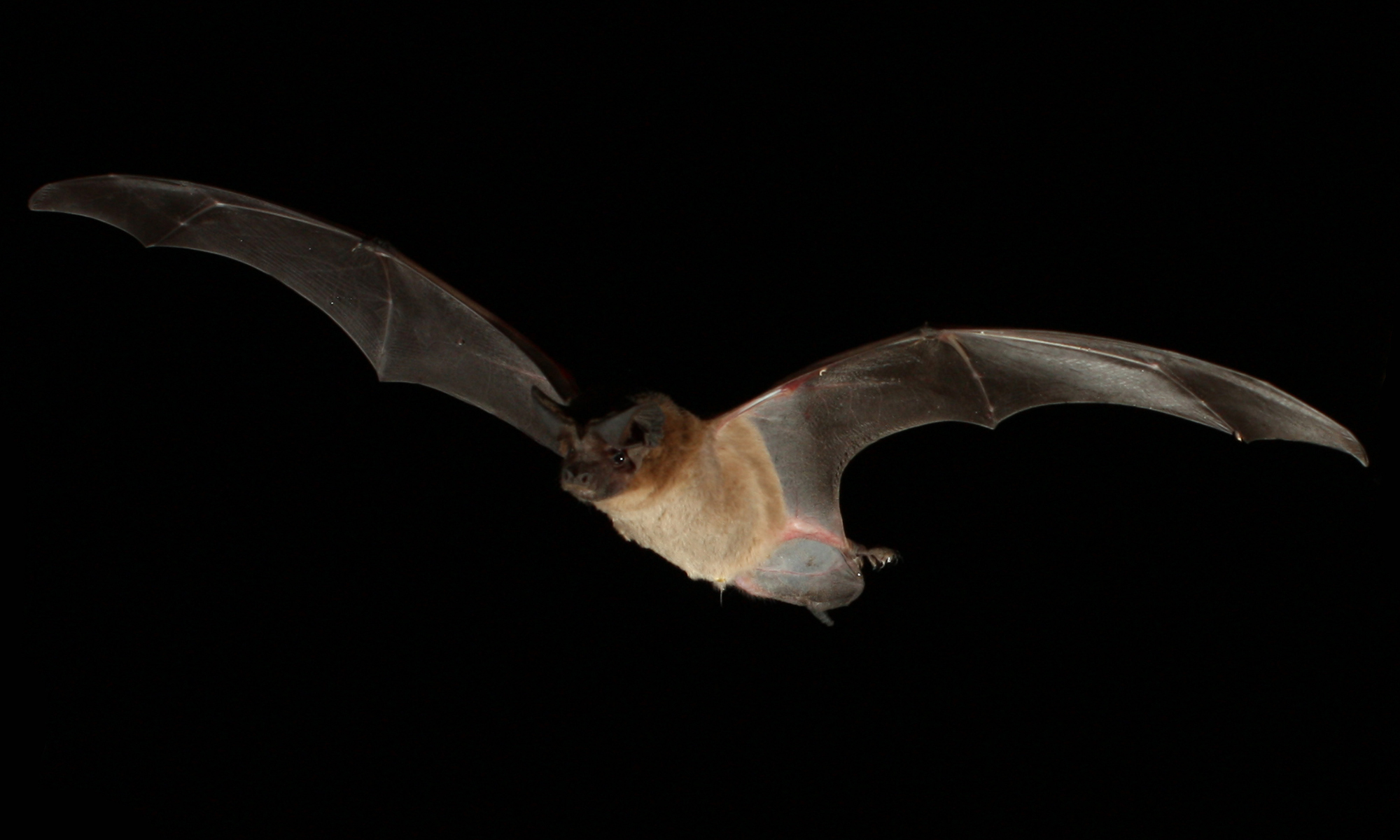 Greater northern freetail bat - All About Bats