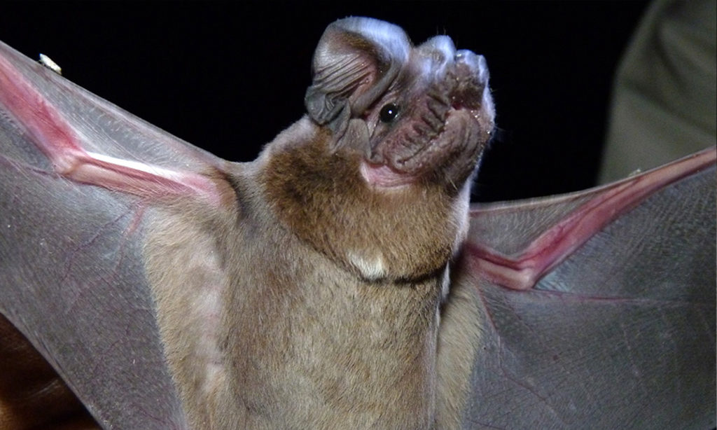 Micro-bats Archives - All About Bats