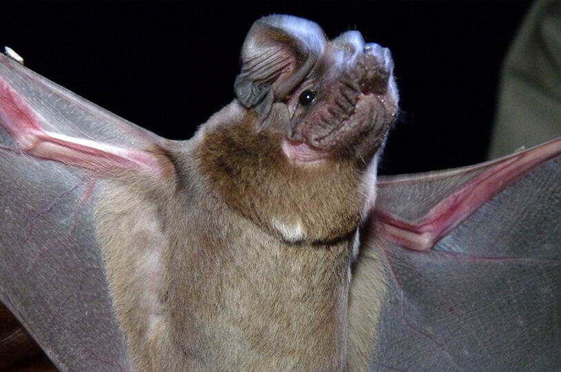 Micro-bats - All About Bats