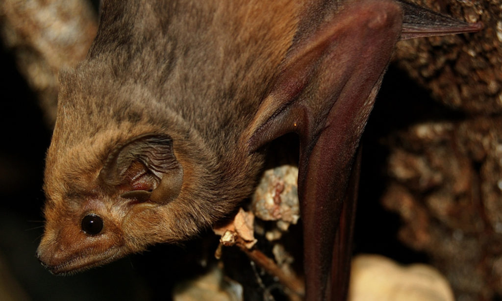 Sheathtail bats Archives - All About Bats