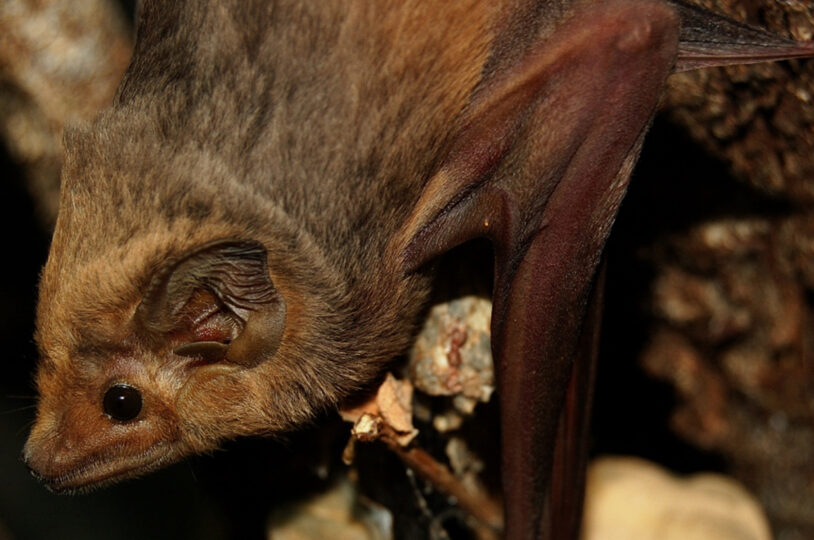 Micro-bats - All About Bats
