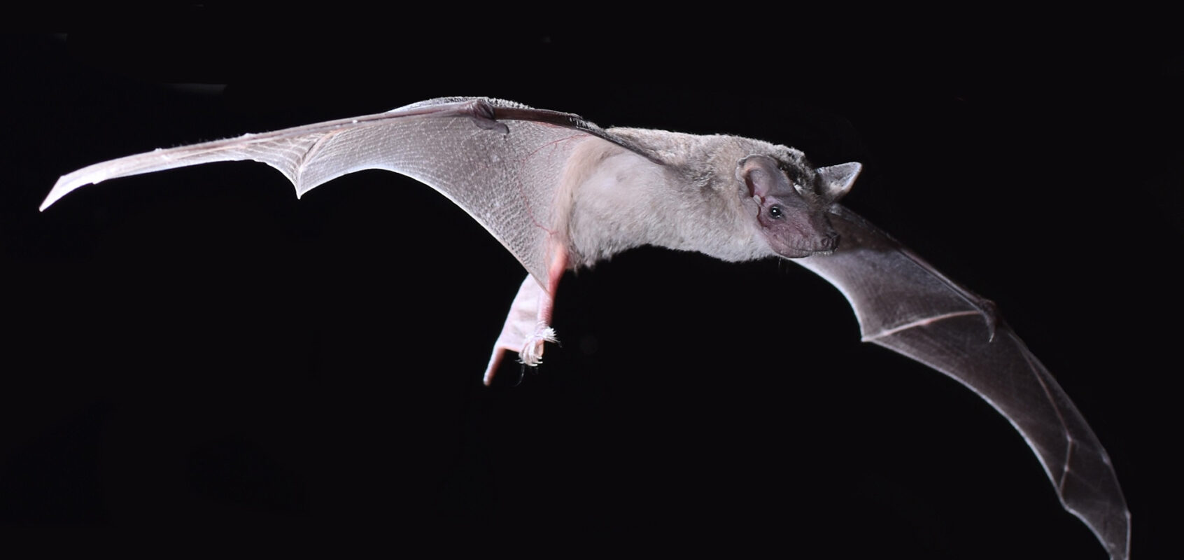 Inland freetail bat - All About Bats