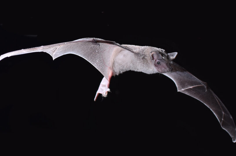 Micro-bats - All About Bats