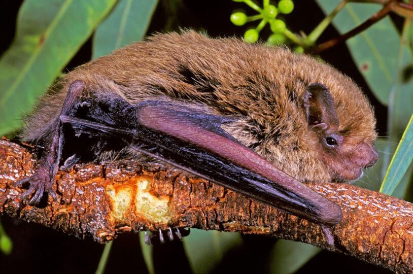 Micro-bats - All About Bats